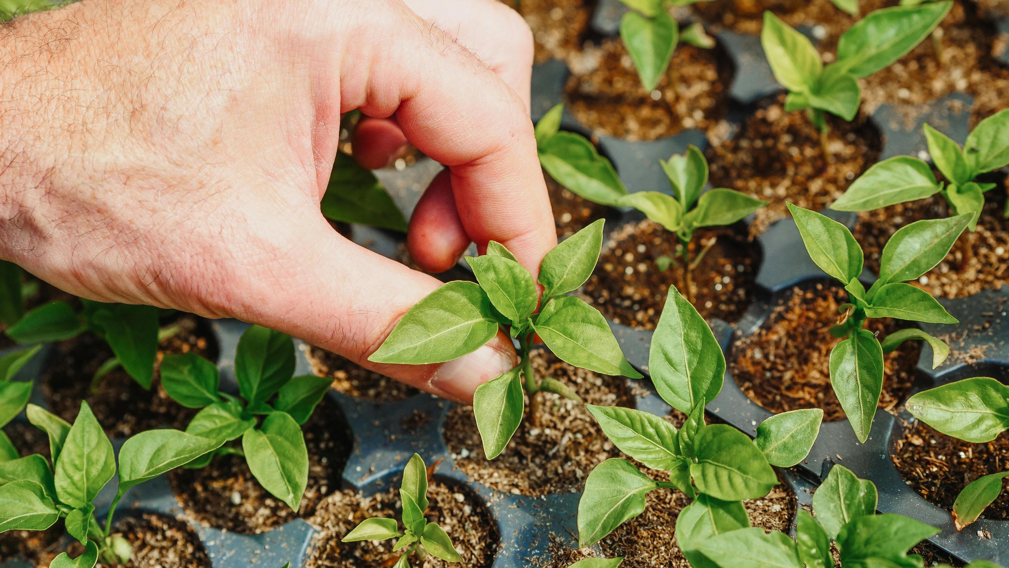 Apa Itu Sustainability? Berikut Pengertian dan Contoh Penerapannya